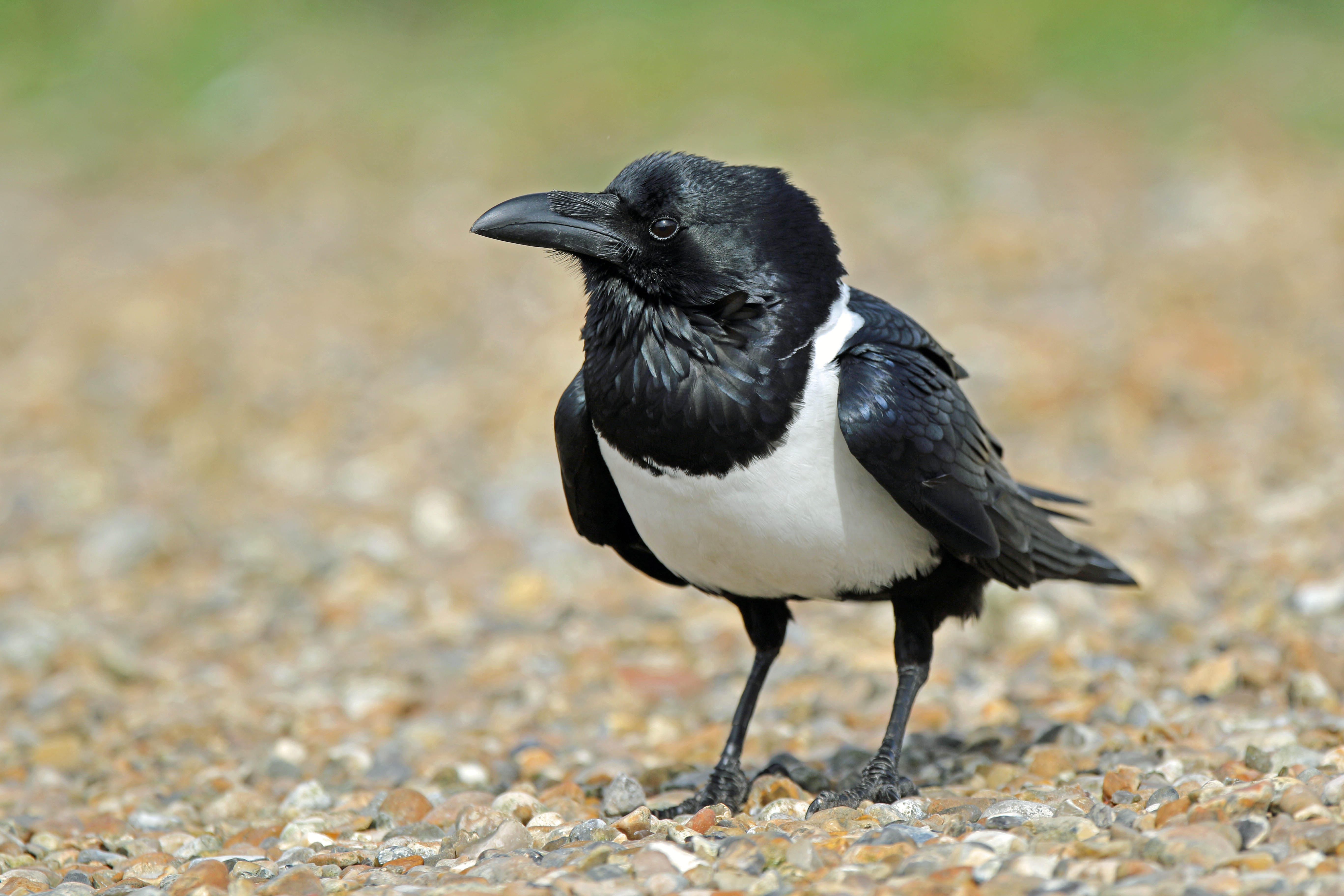 Details : Pied Crow - BirdGuides