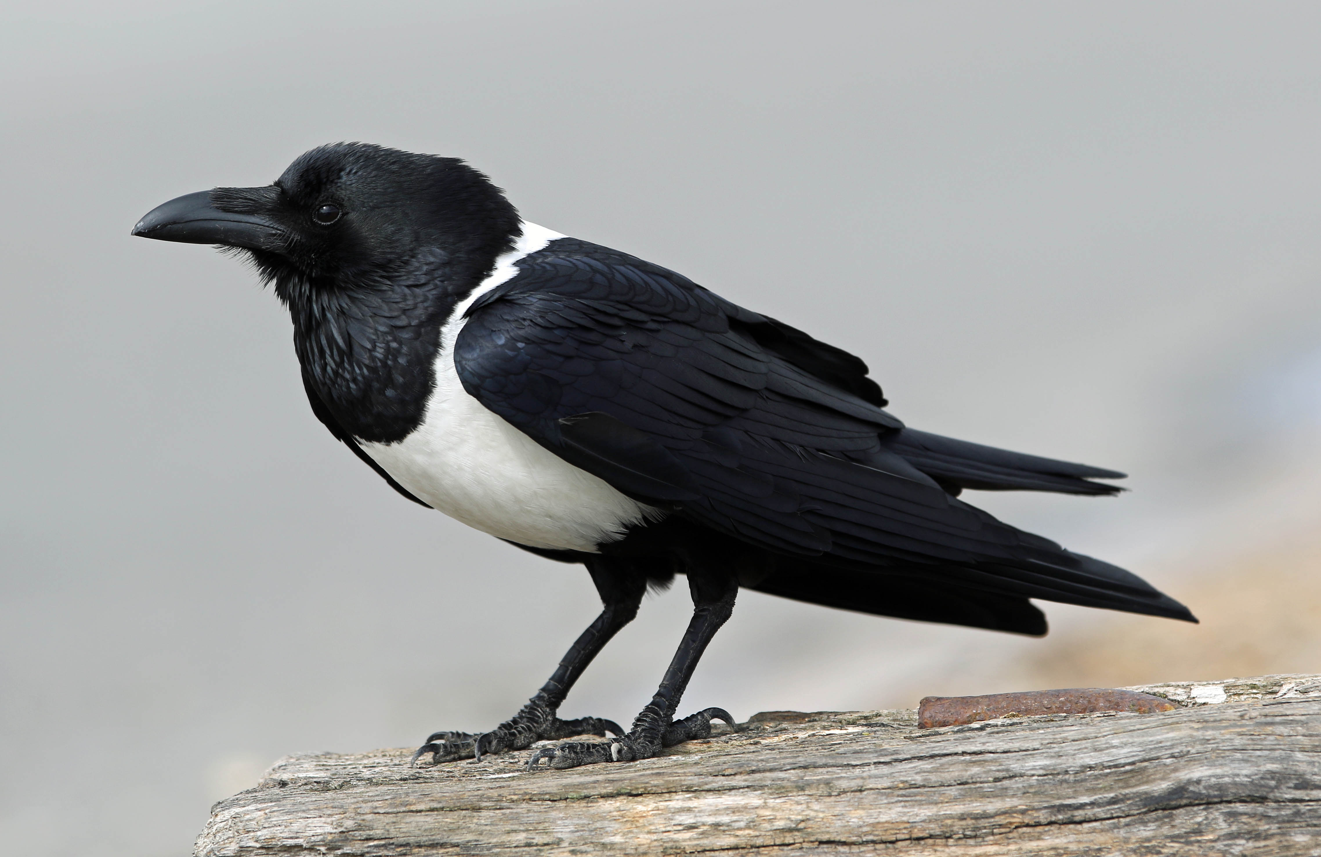 Details : Pied Crow - BirdGuides