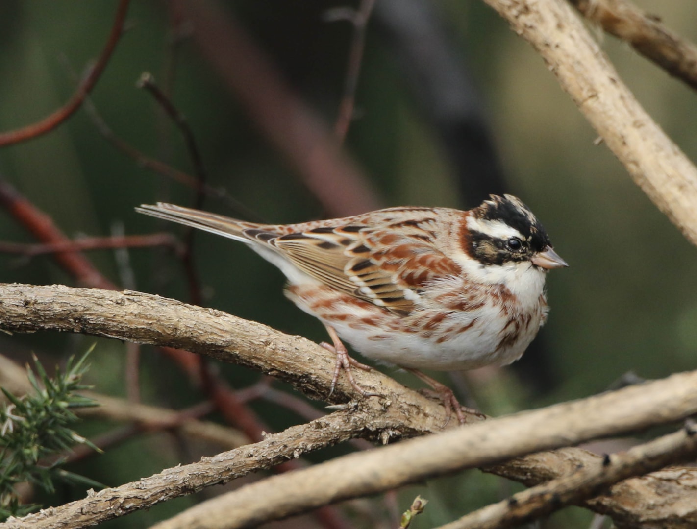 Rustic Bunting by Mark Leitch - BirdGuides