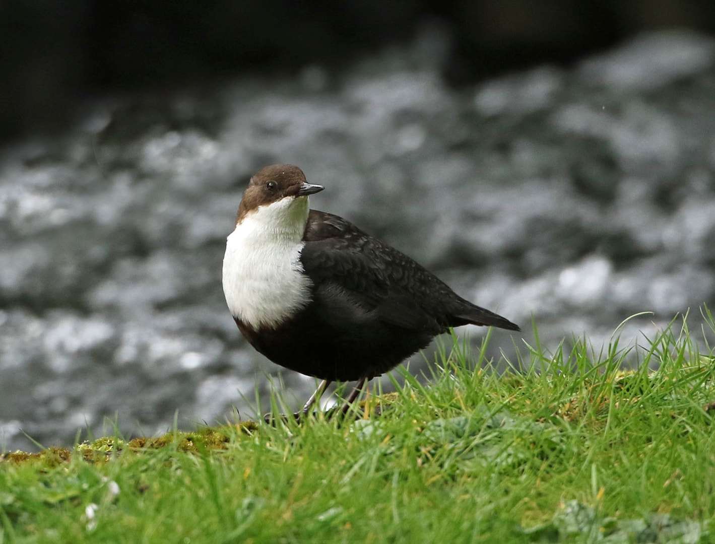 Black-bellied Dipper by Mark Leitch - BirdGuides