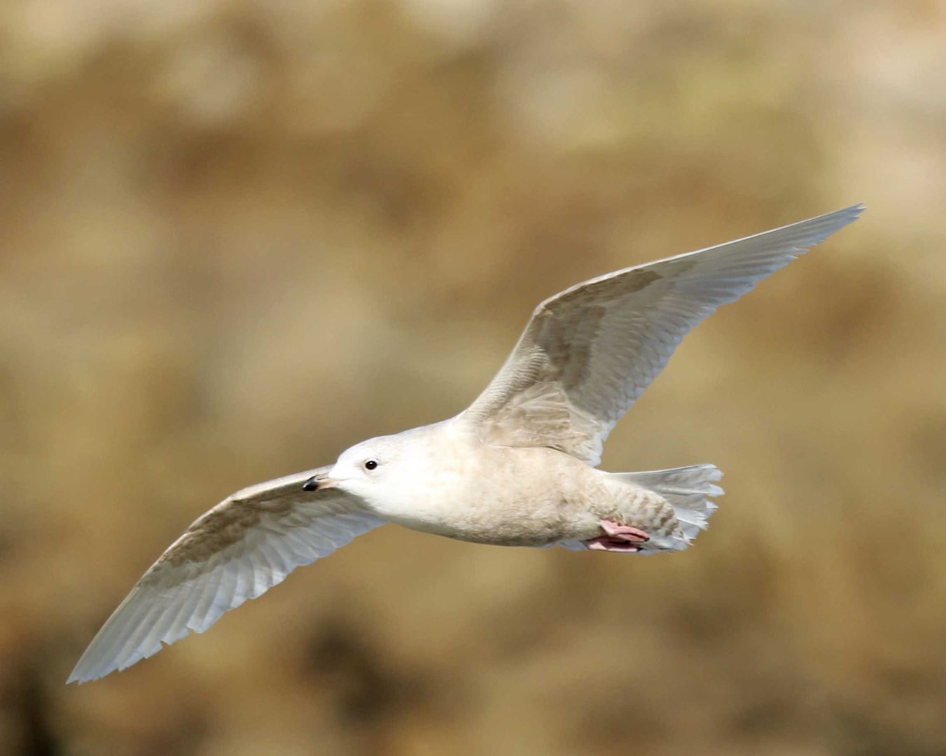 Iceland Gull by Mark Leitch - BirdGuides