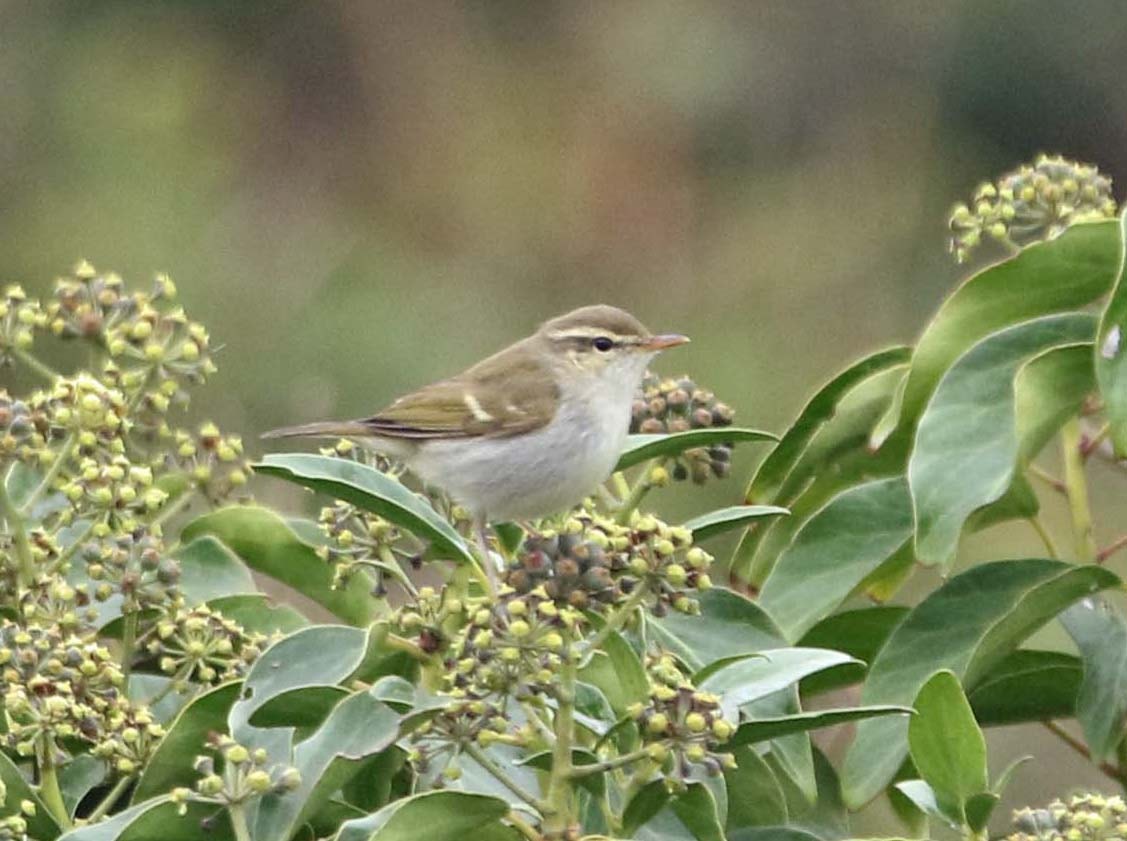 Two-barred Warbler by Mark Leitch - BirdGuides
