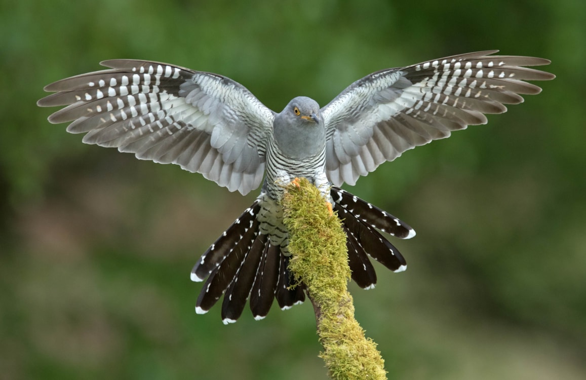 Common Cuckoo by Mark Leitch - BirdGuides