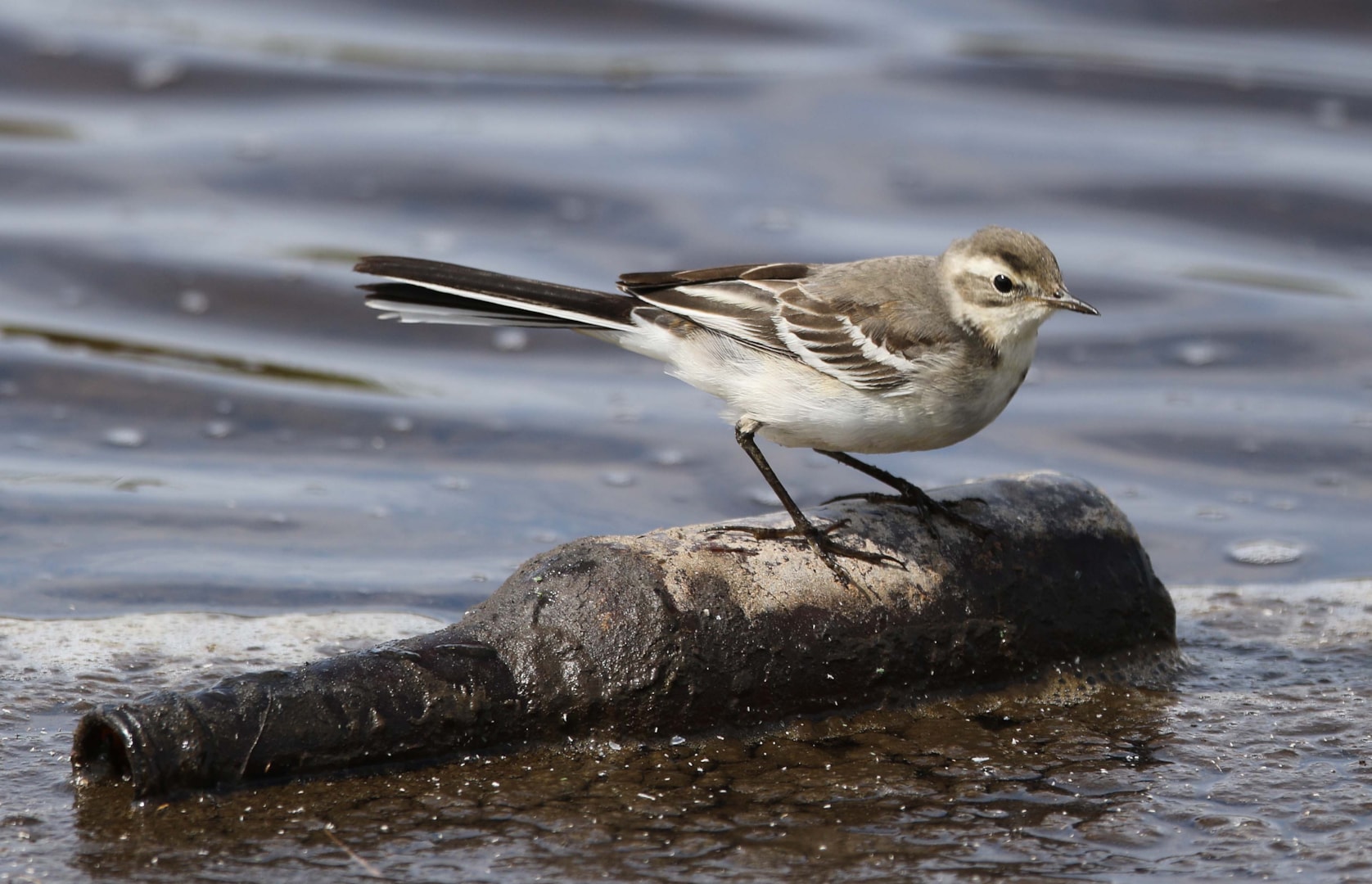 Citrine Wagtail by Mark Leitch - BirdGuides