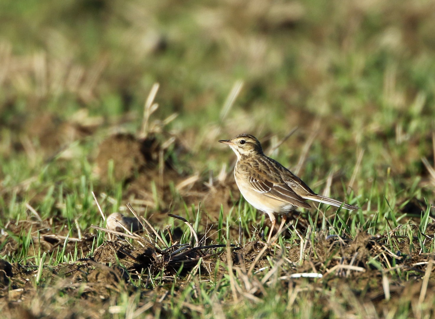 Richard's Pipit by Mark Leitch - BirdGuides