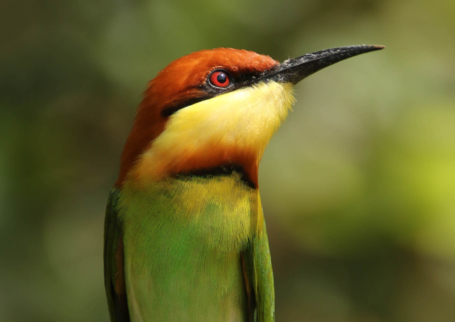 Chestnut-headed Bee-eater by Mark Leitch - BirdGuides