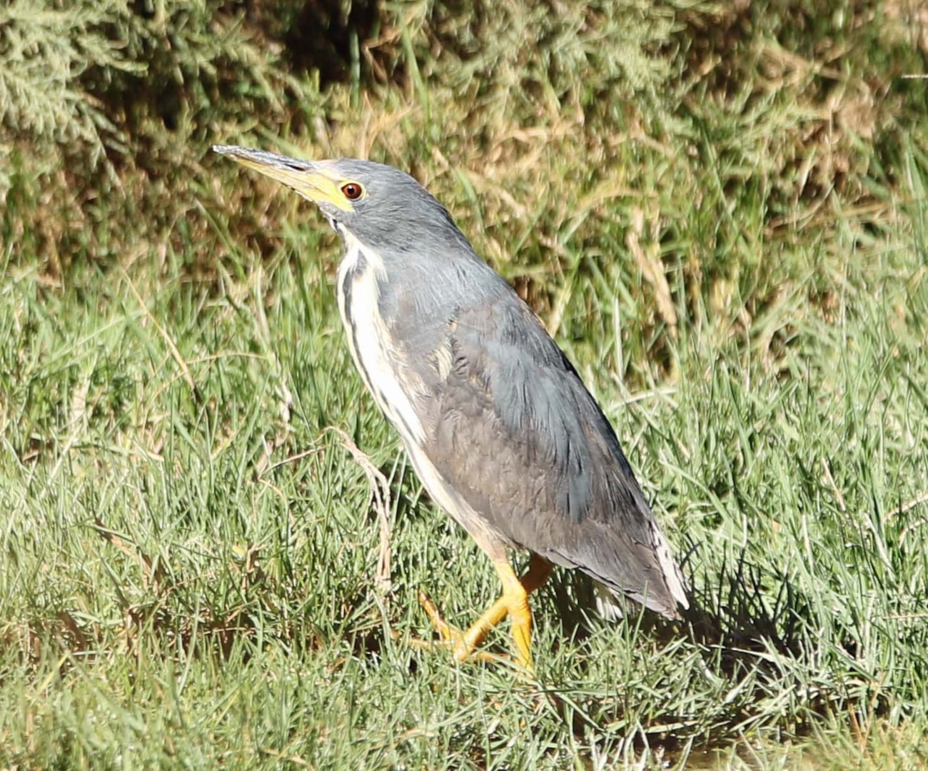 Dwarf Bittern by Mark Leitch - BirdGuides