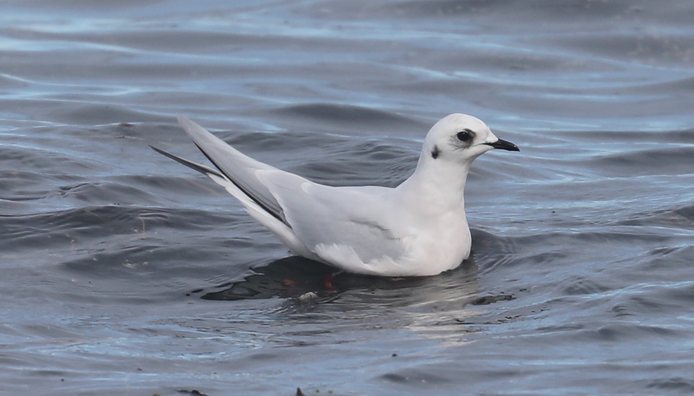 Ross's Gull by David Capon - BirdGuides