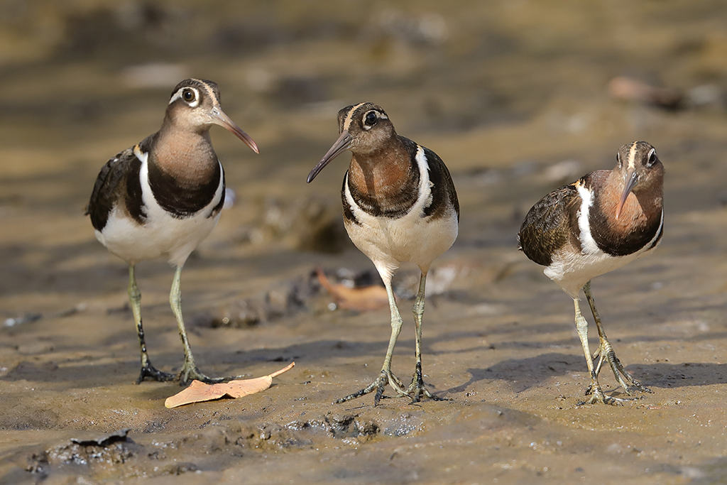 Details : Greater Painted-snipe - BirdGuides