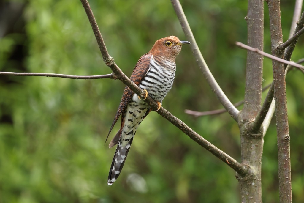 Lesser Cuckoo by Peregrine Rowse - BirdGuides