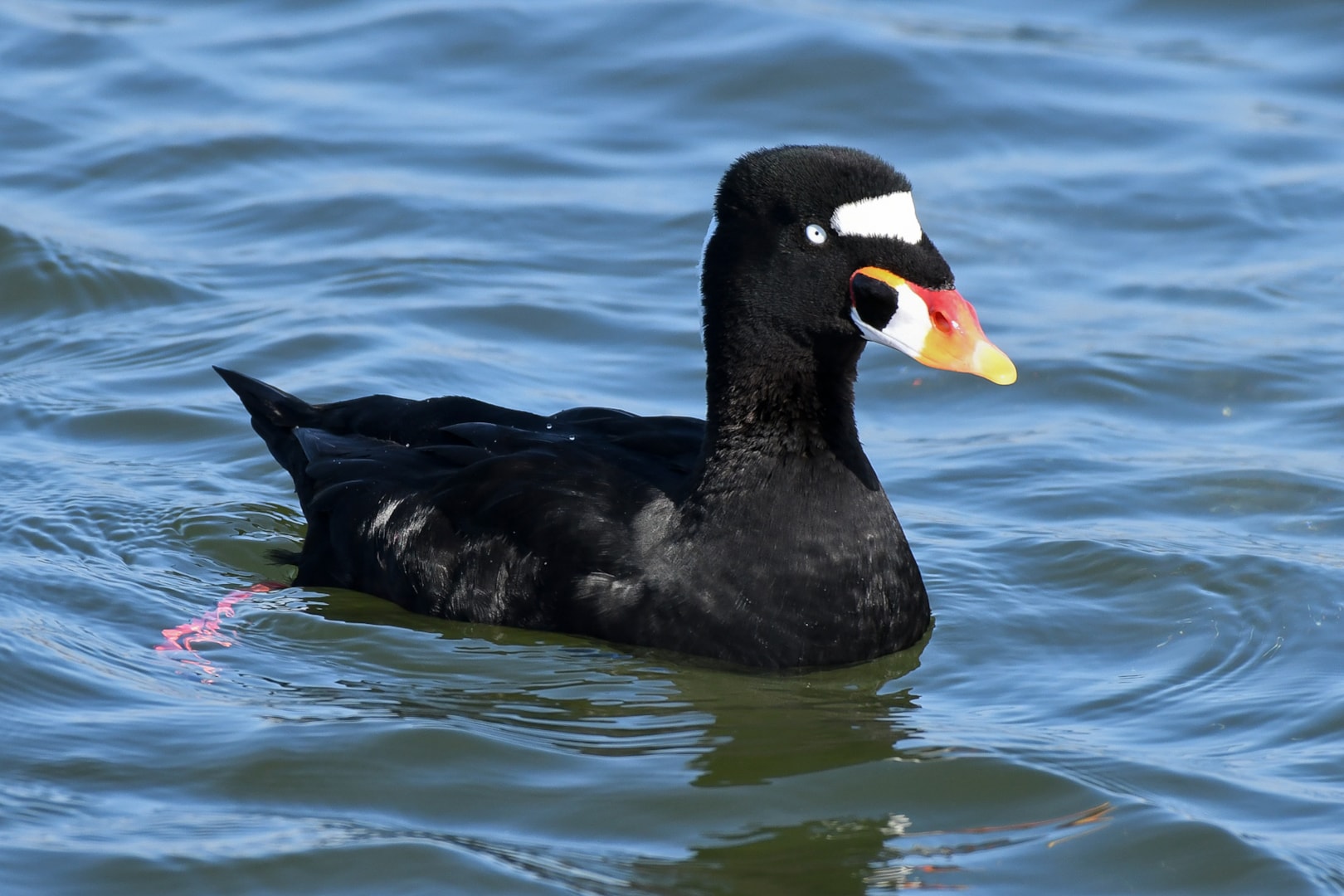 Surf Scoter by Alexander Viduetsky - BirdGuides