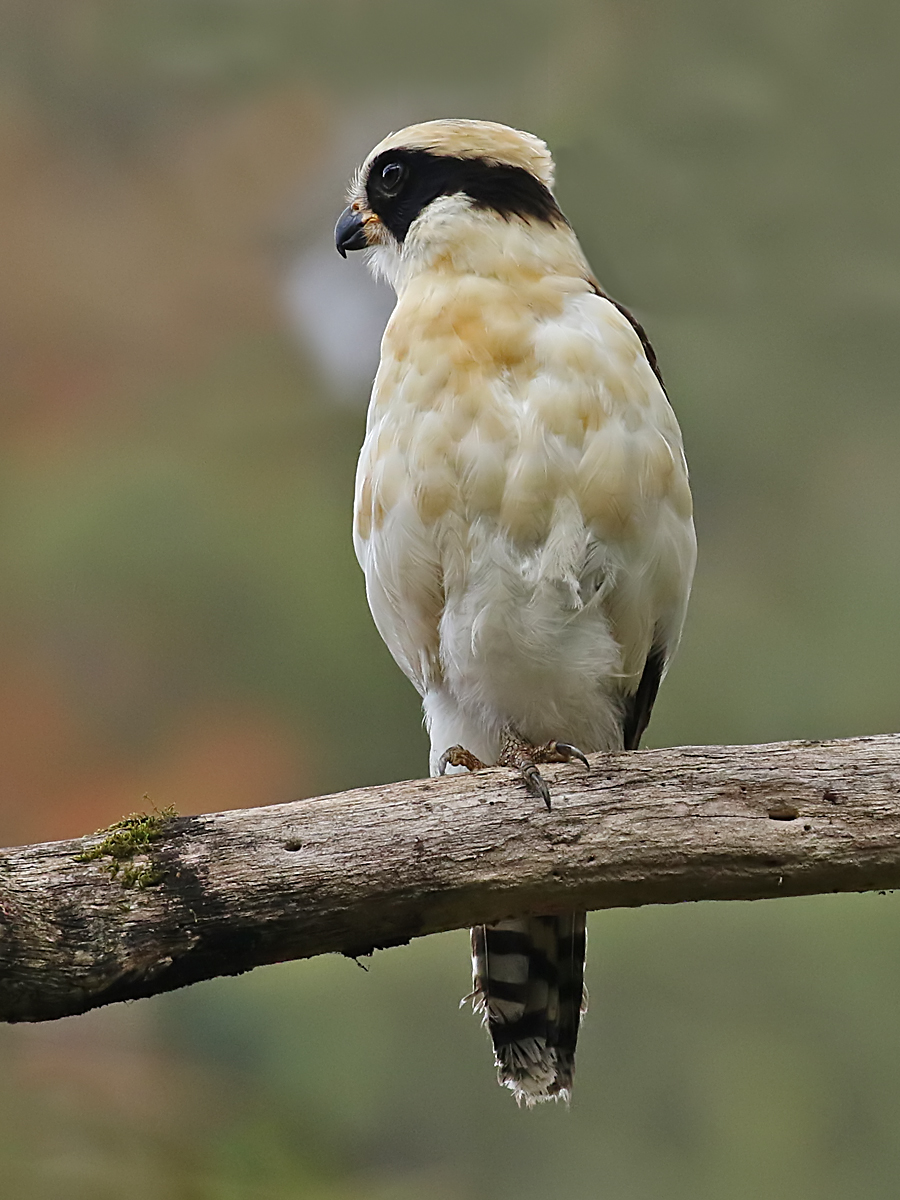 Details : Laughing Falcon - BirdGuides