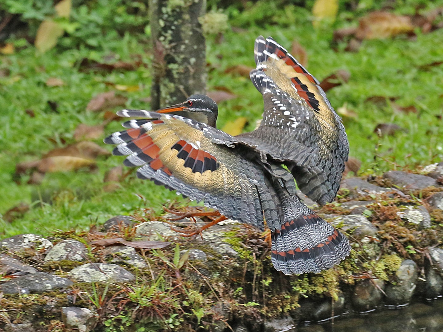 Sunbittern by Keith Barnes - BirdGuides