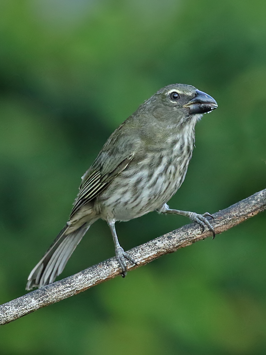 Details : Streaked Saltator - BirdGuides