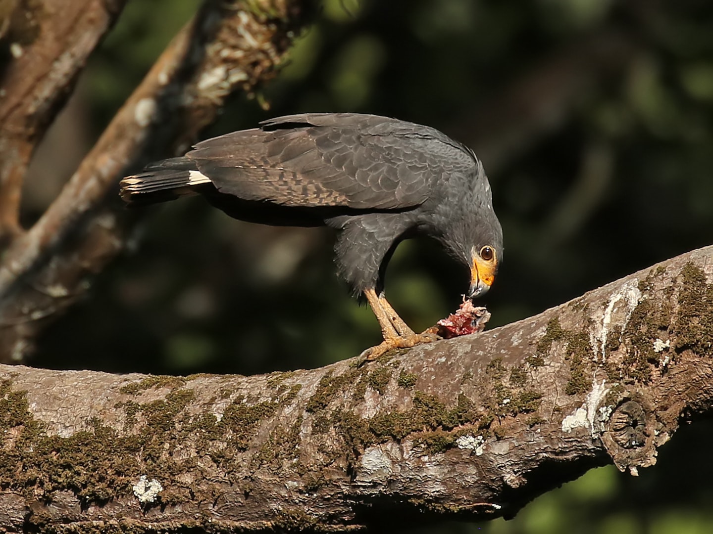Common Black Hawk by Keith Barnes - BirdGuides