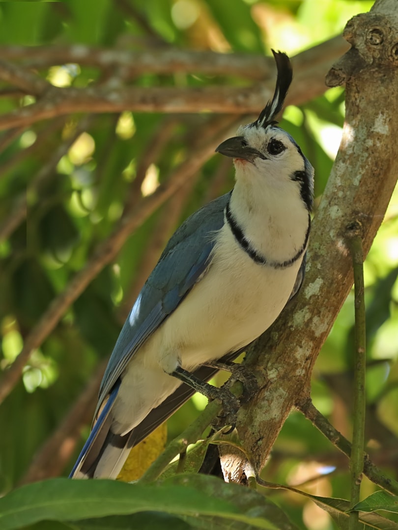 White-throated Magpie-Jay by Keith Barnes - BirdGuides