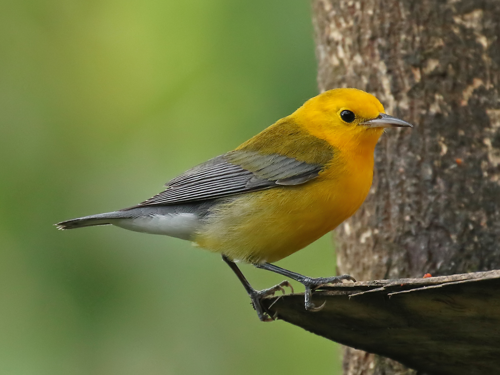 Details : Prothonotary Warbler - BirdGuides