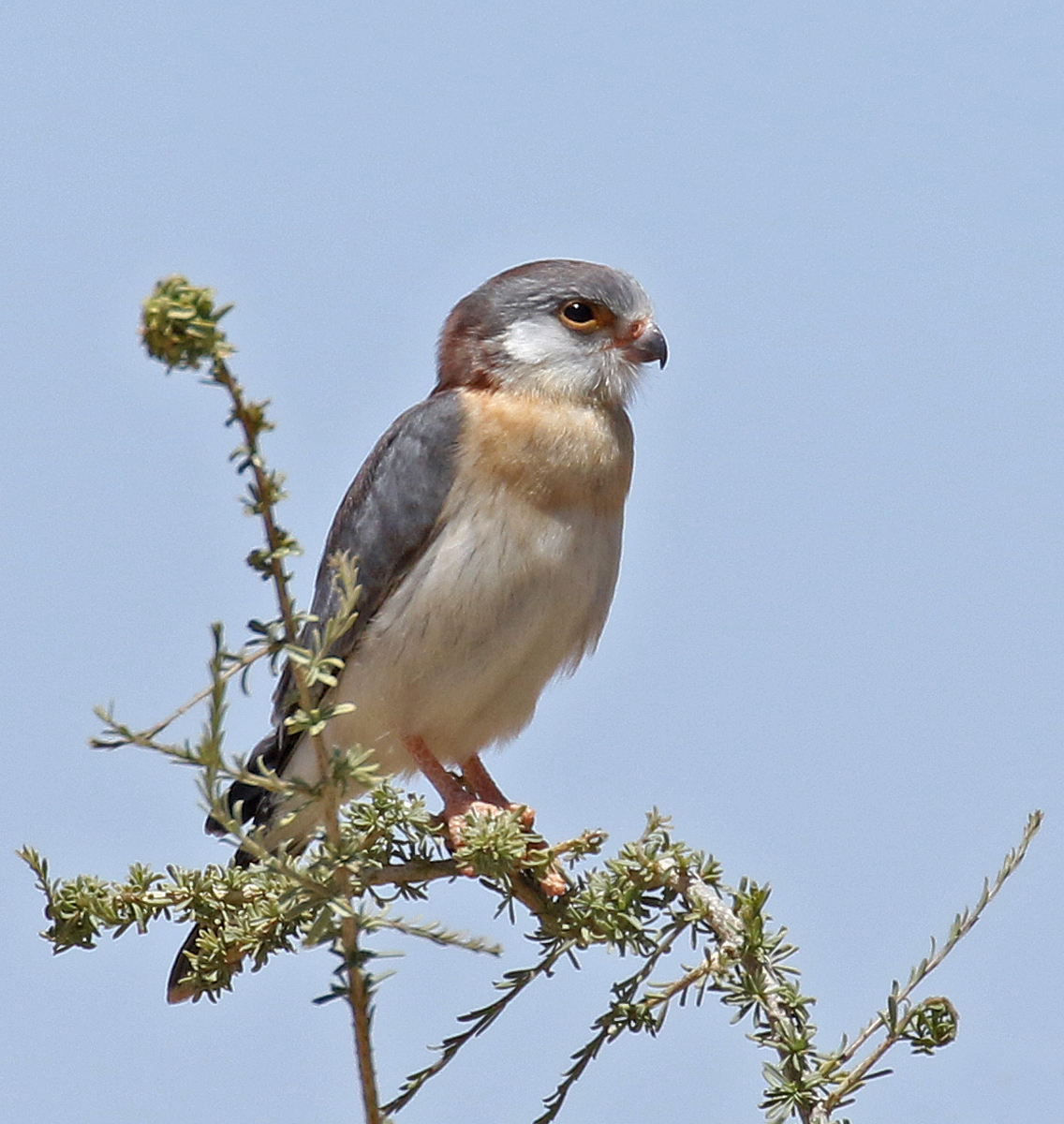 Details : Pygmy Falcon - BirdGuides