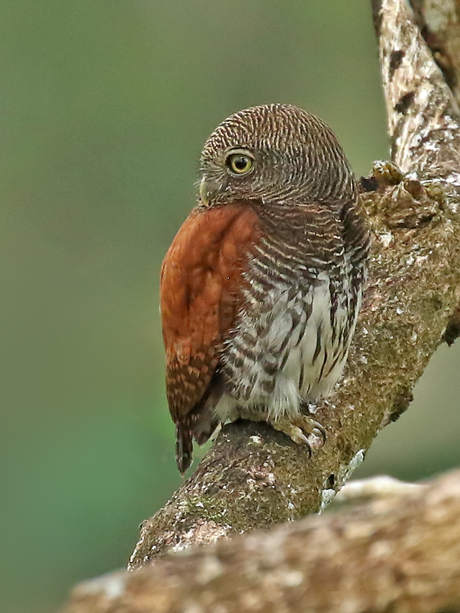 Details : Chestnut-backed Owlet - BirdGuides