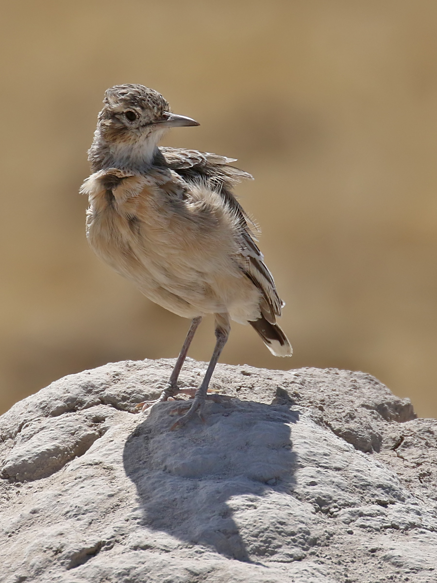 Details : Sabota Lark - BirdGuides