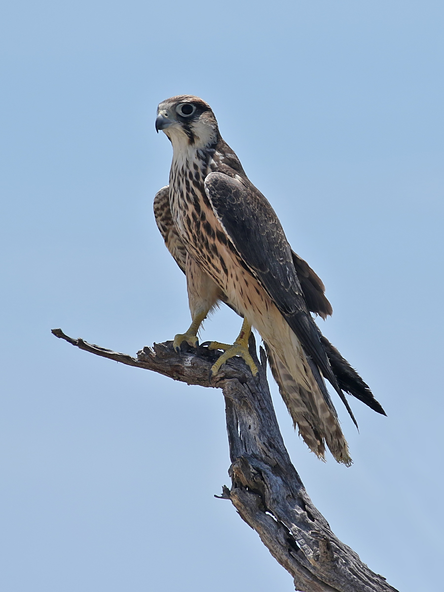 Details : Lanner Falcon - BirdGuides