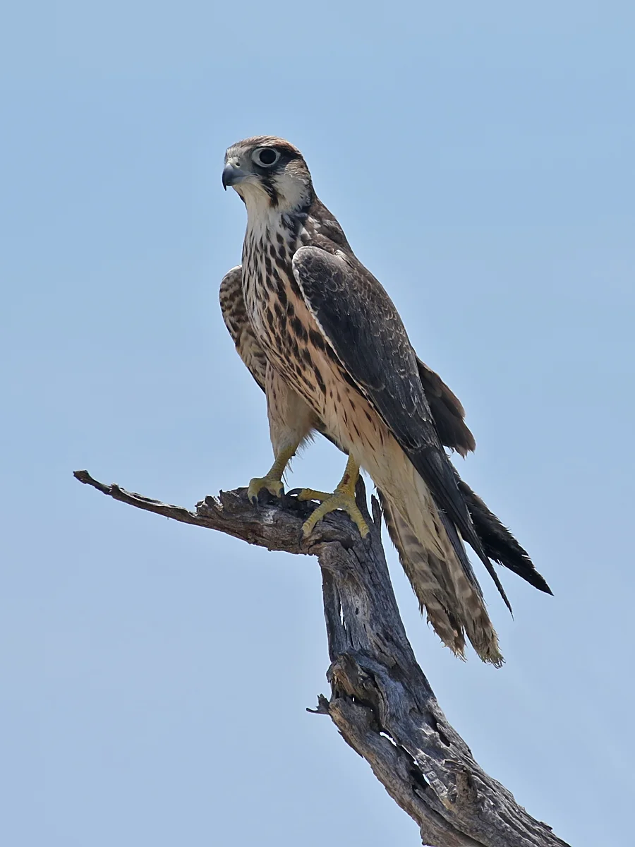 Details : Lanner Falcon - BirdGuides
