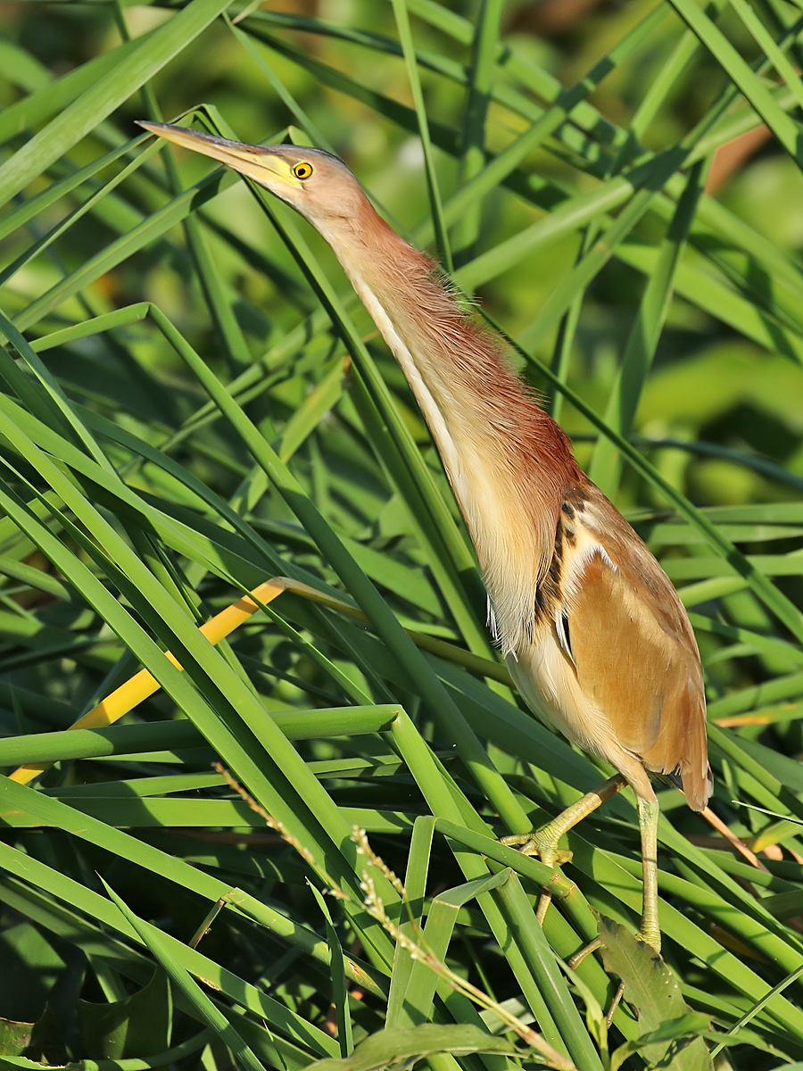 Details : Yellow Bittern - BirdGuides