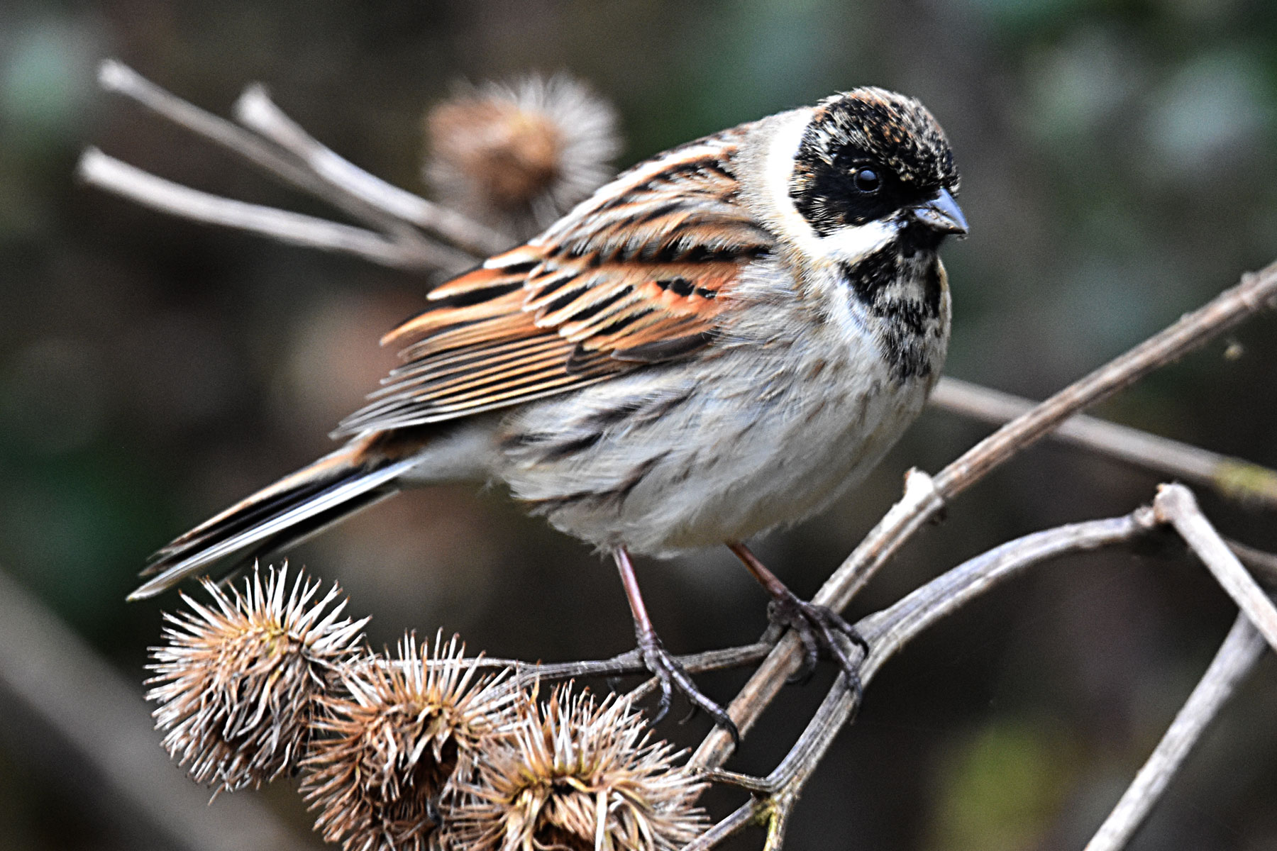 Details : Reed Bunting - BirdGuides