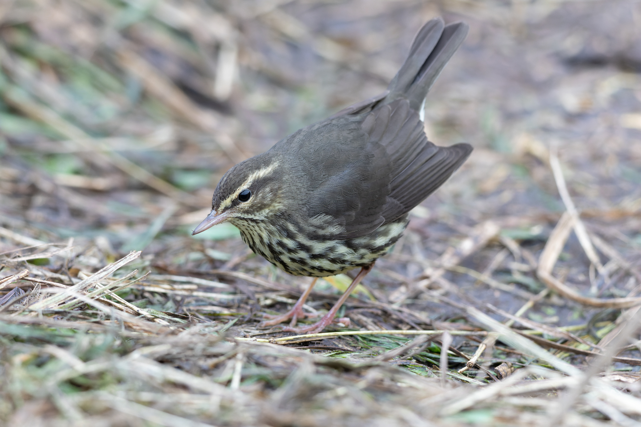 Northern Waterthrush by Ian Wells - BirdGuides