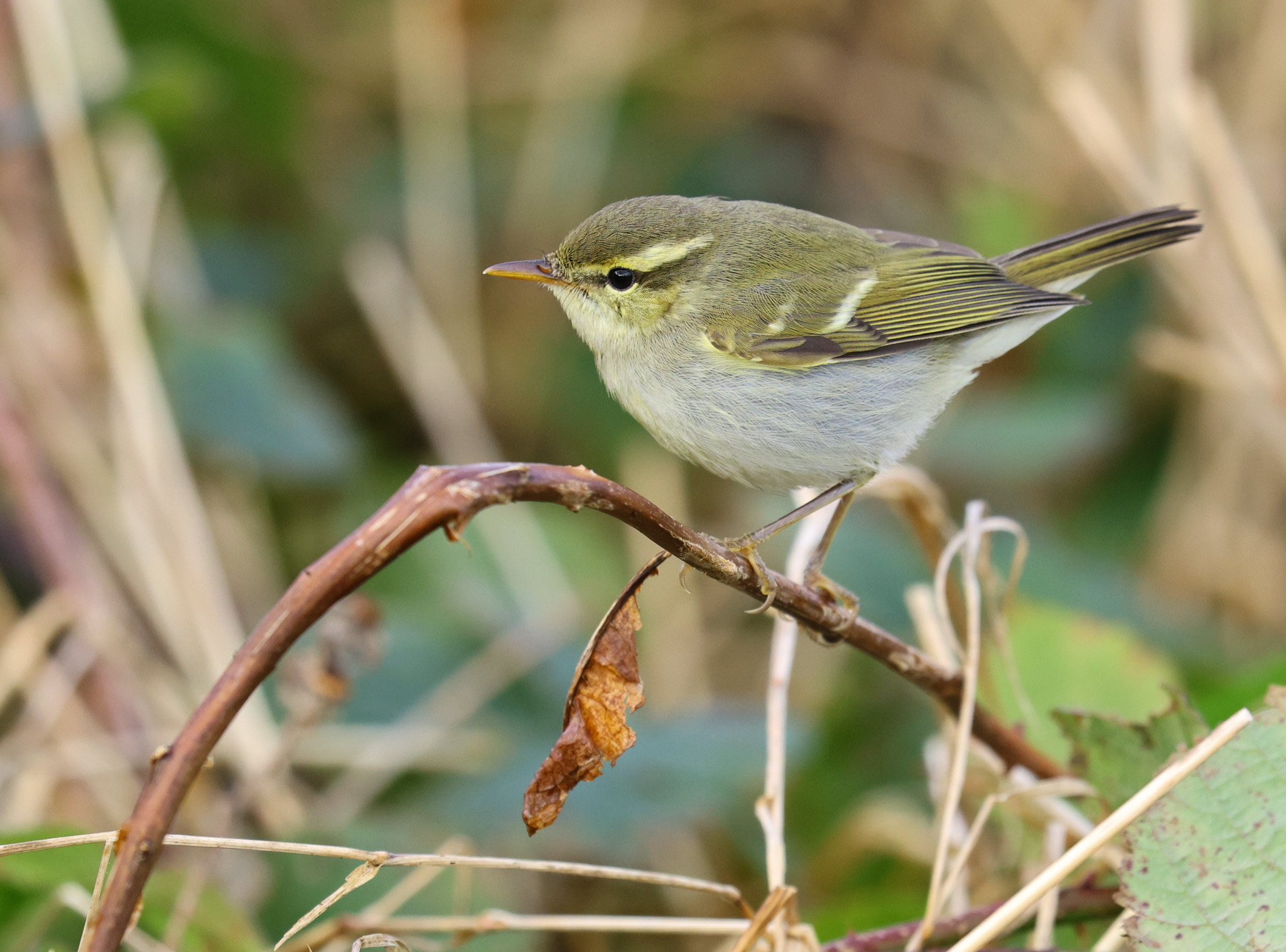 Two-barred Warbler by Ian Wells - BirdGuides