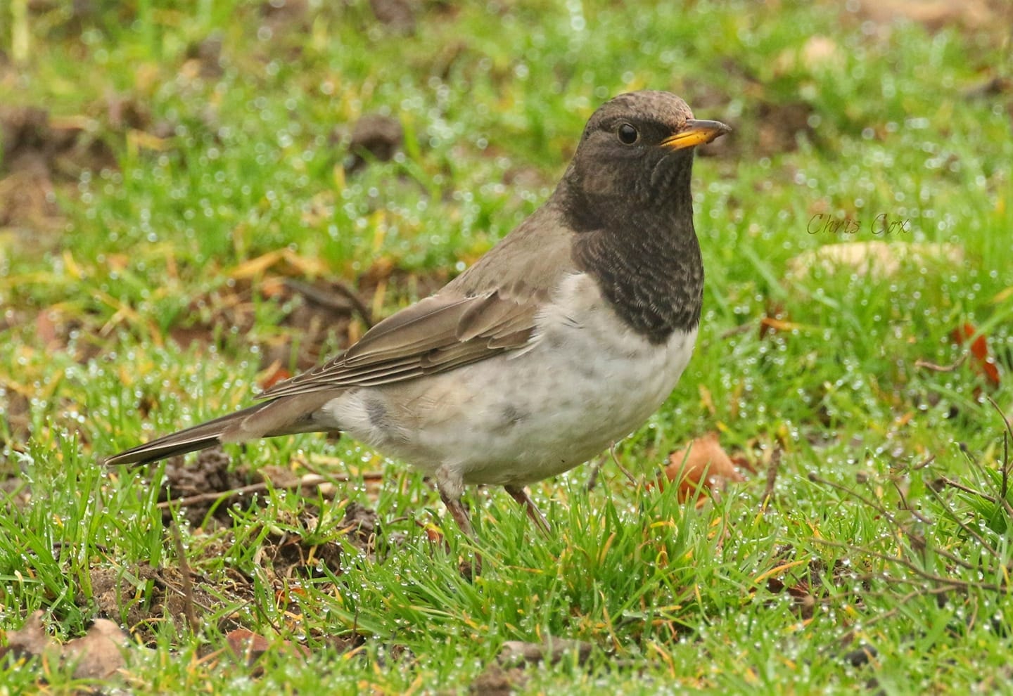Black-throated Thrush by Christopher Cox - BirdGuides