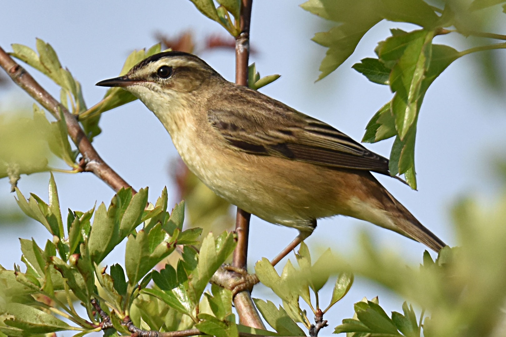 Sedge Warbler by Fausto Riccioni - BirdGuides