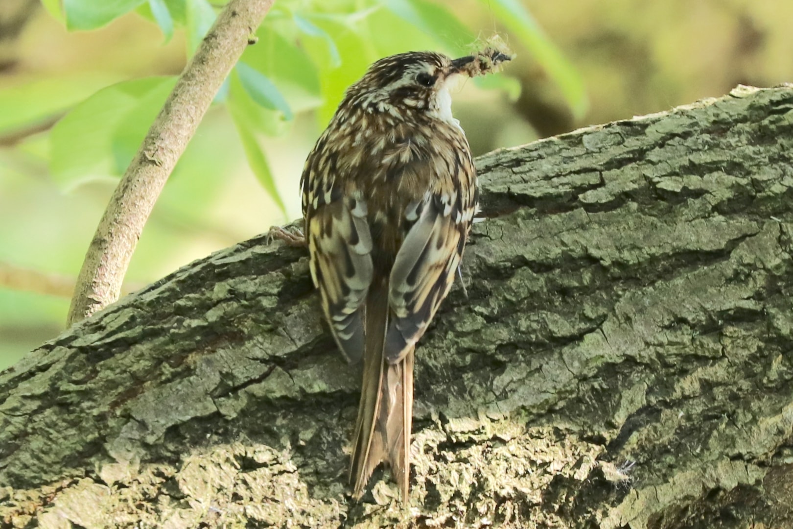 Eurasian Treecreeper by Daniel Bell - BirdGuides