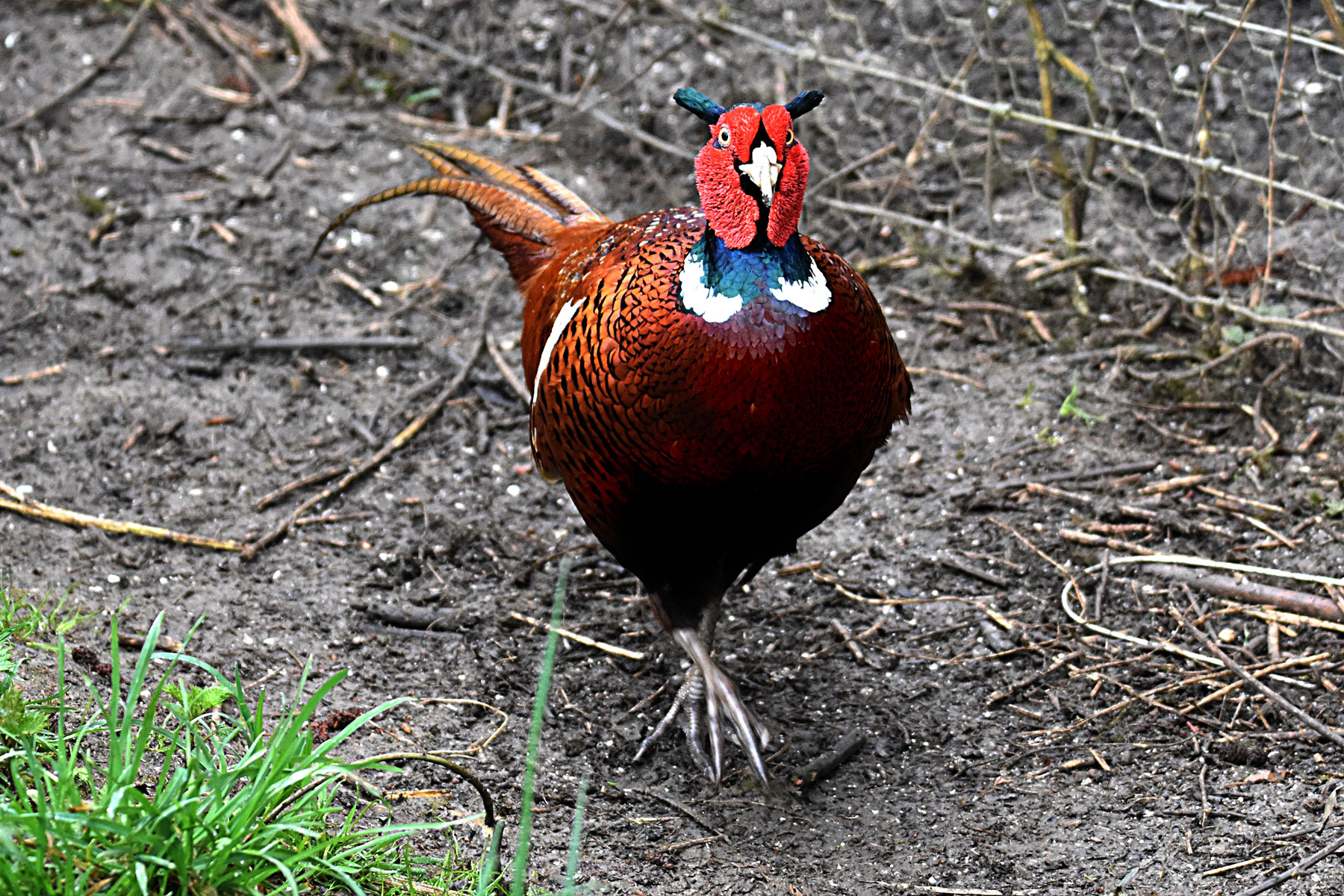 Details : Common Pheasant - BirdGuides
