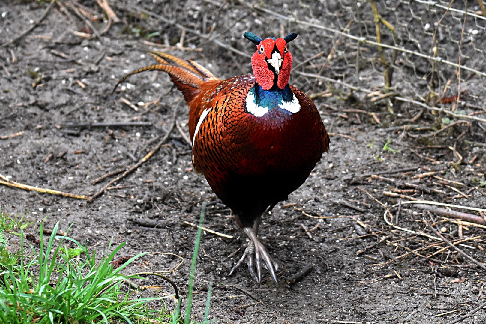 Common Pheasant by Fausto Riccioni - BirdGuides