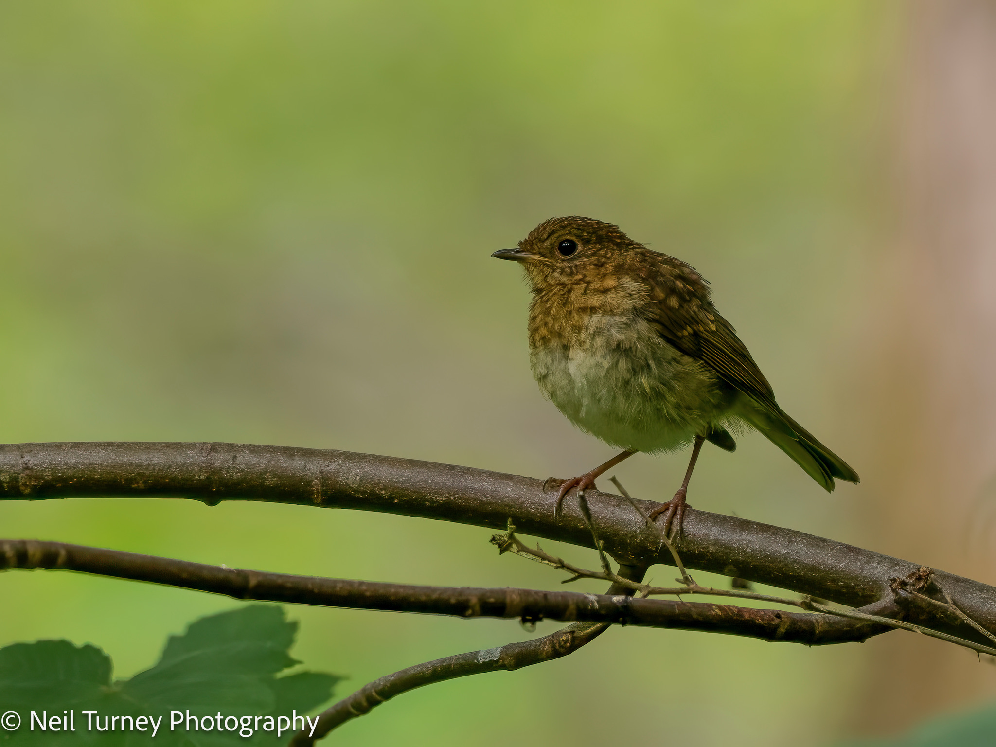 European Robin by Neil Turney - BirdGuides