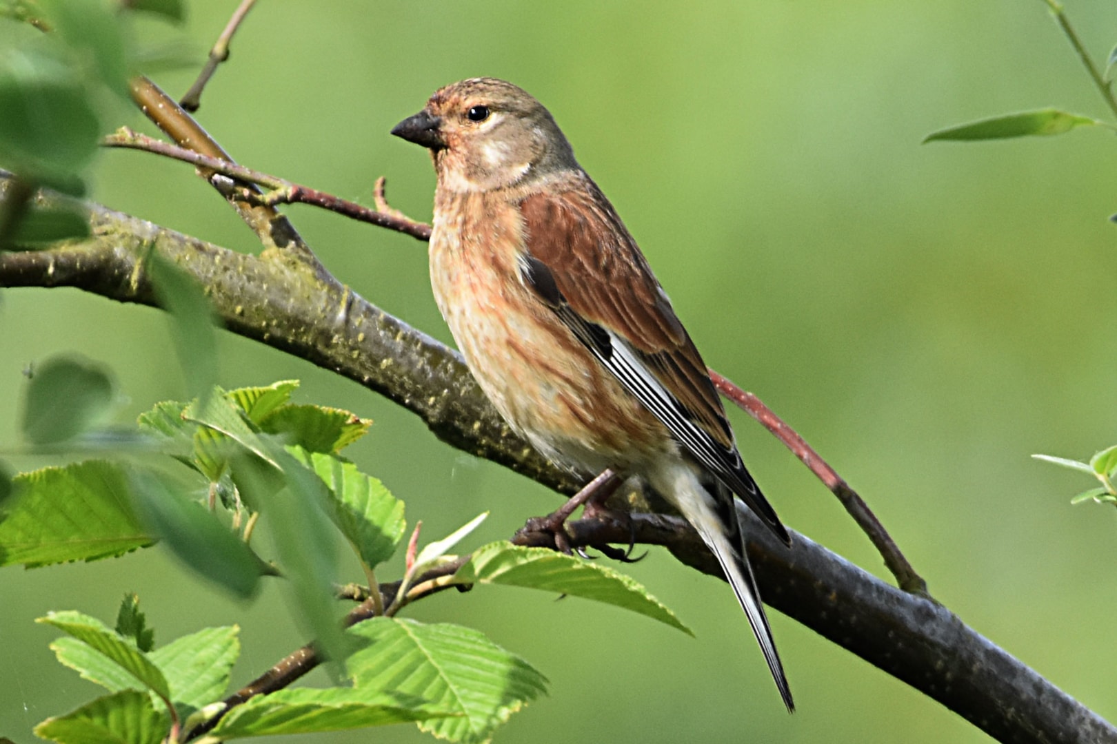 Common Linnet by Fausto Riccioni - BirdGuides