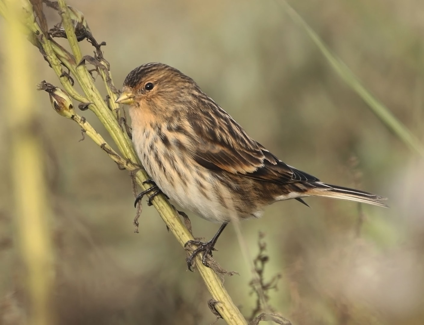 Twite by Trevor Ellery - BirdGuides