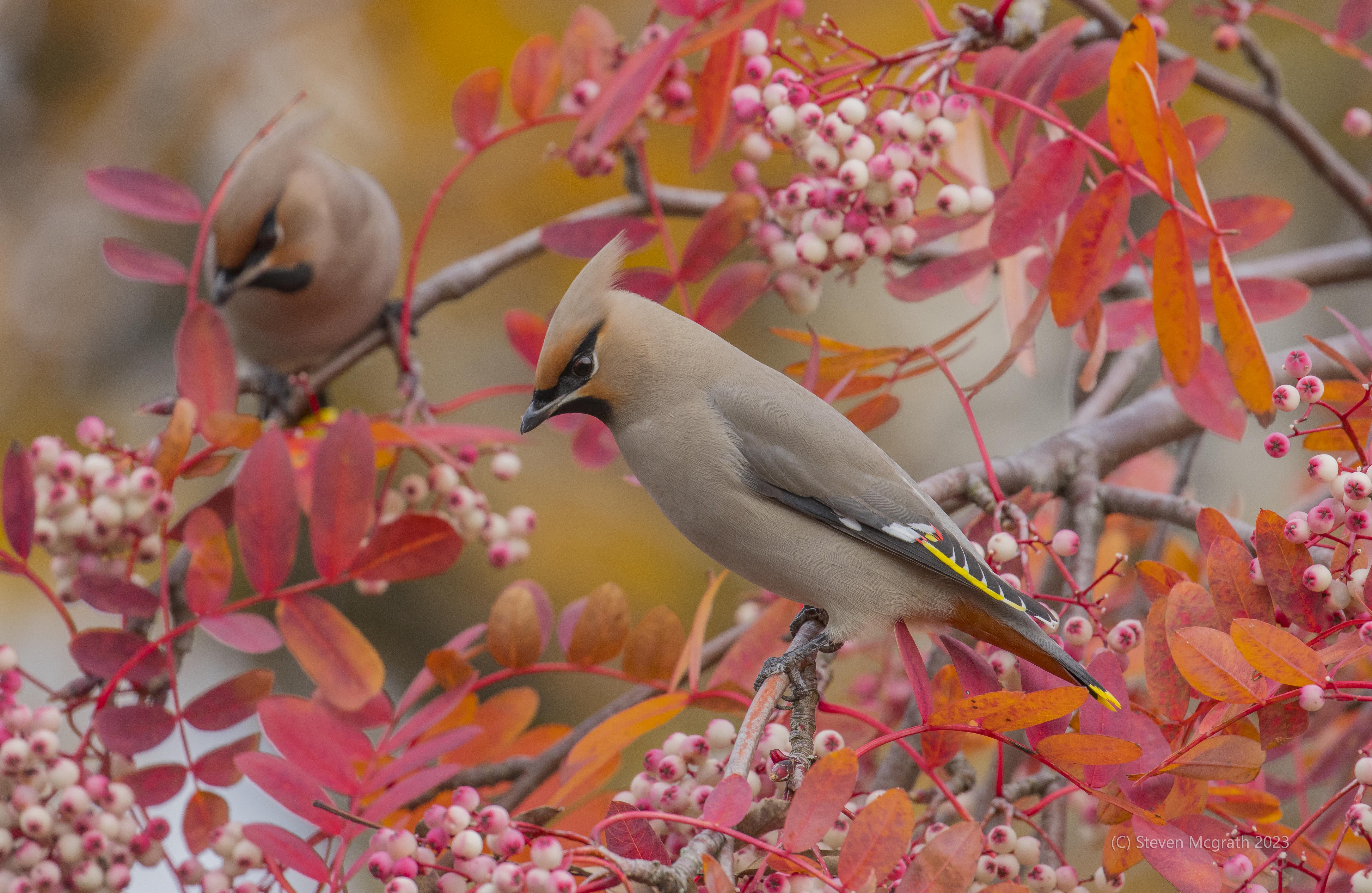 Waxwing by Steven Mcgrath - BirdGuides