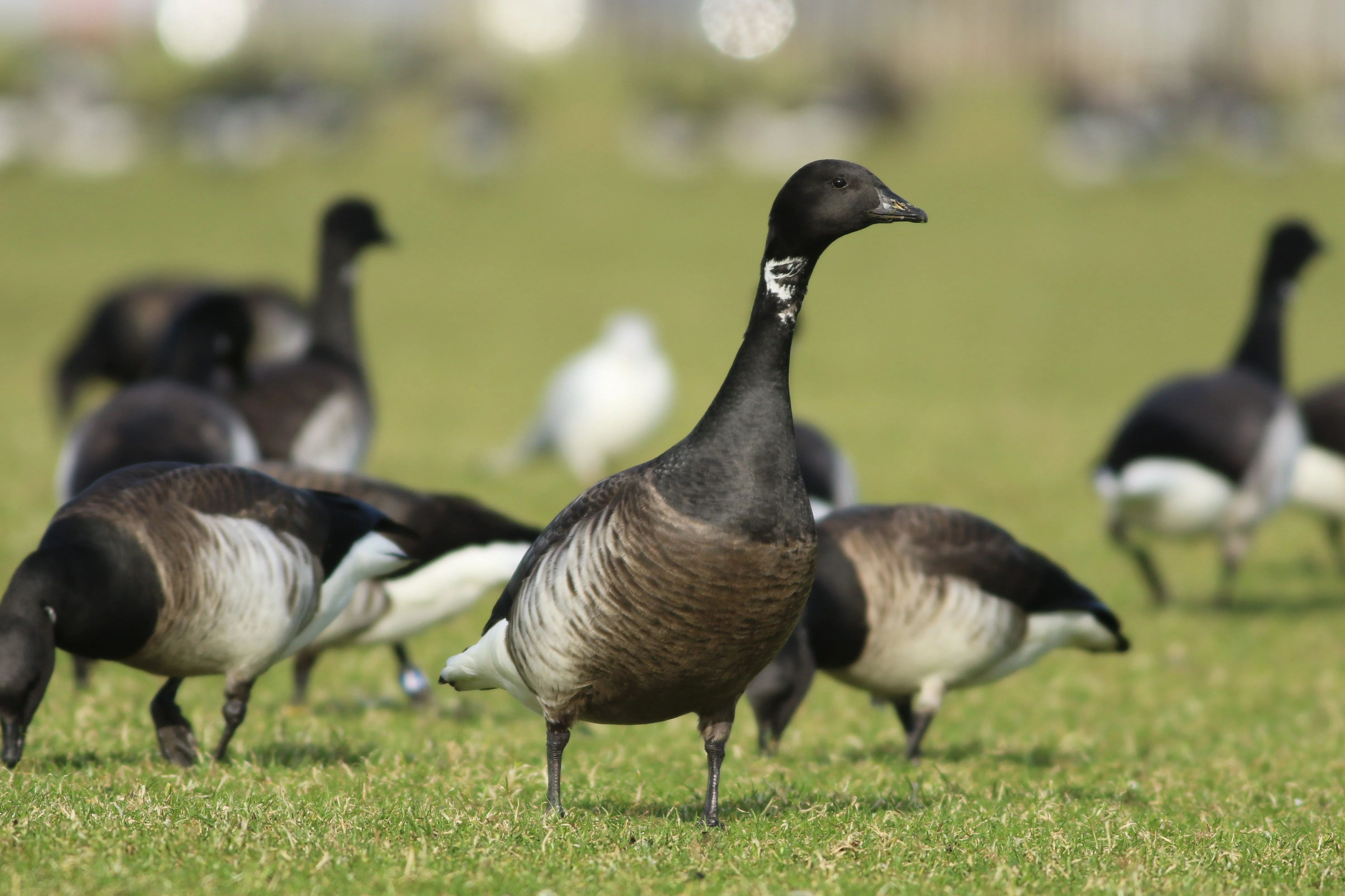 Details : Grey-bellied Brant - BirdGuides