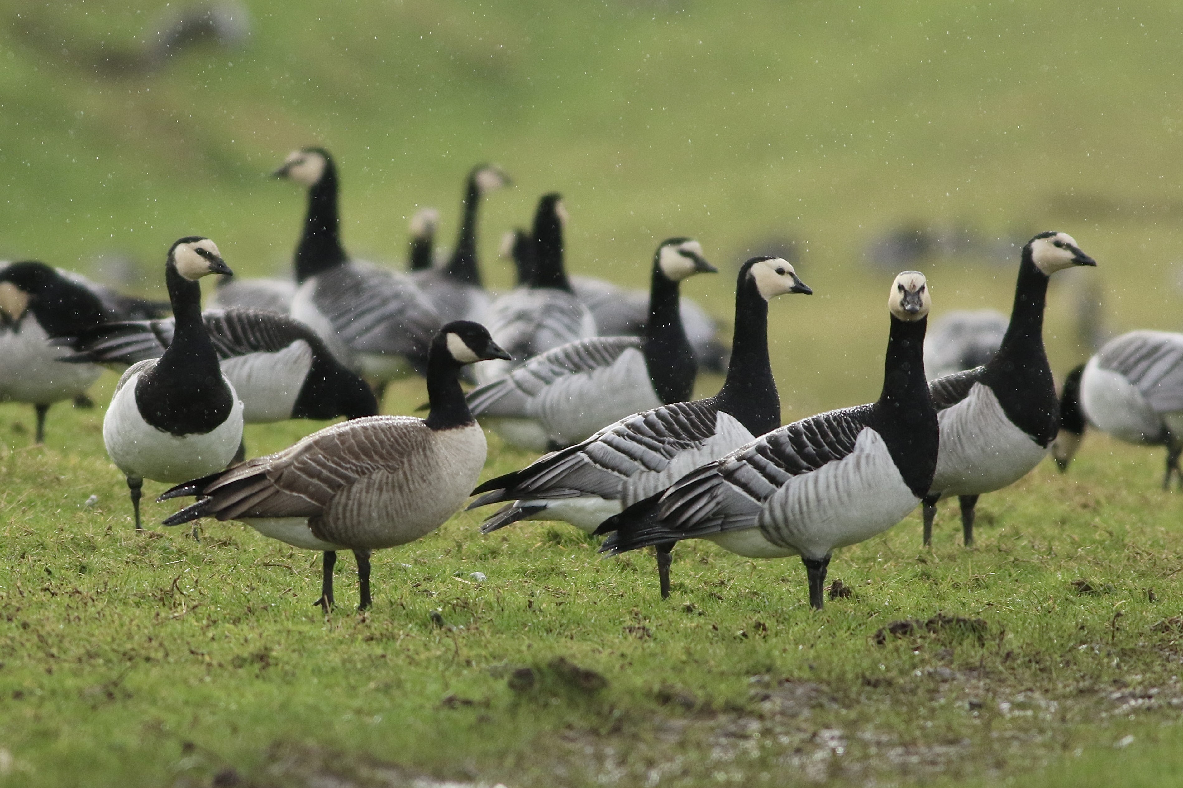 Details : Richardson's Cackling Goose - BirdGuides
