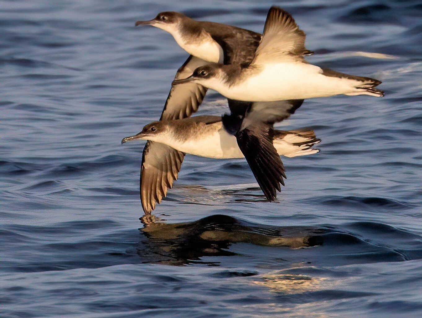 Manx Shearwater by Ian Dickey - BirdGuides