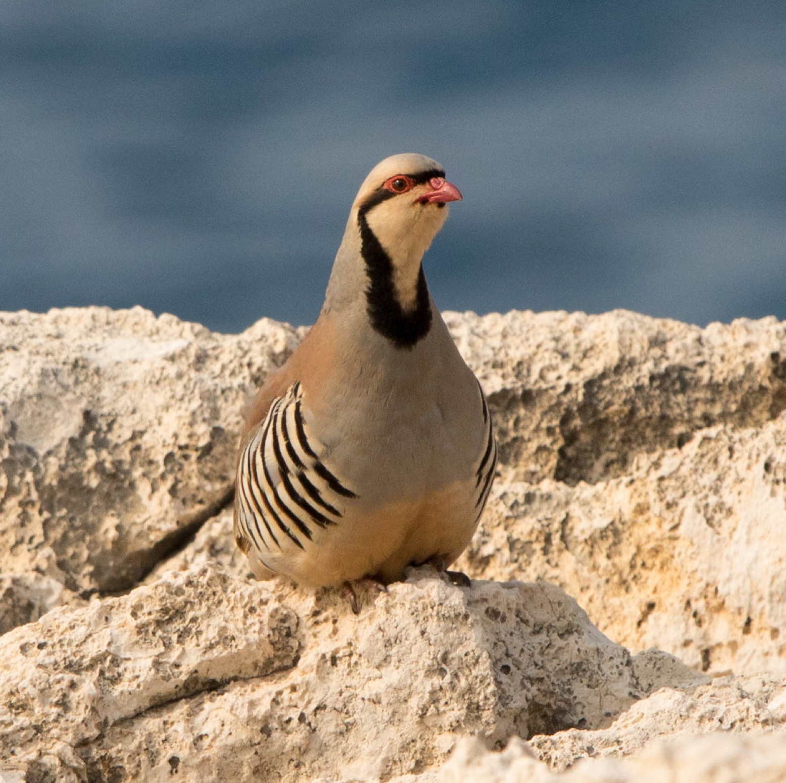 Details : Chukar Partridge - BirdGuides