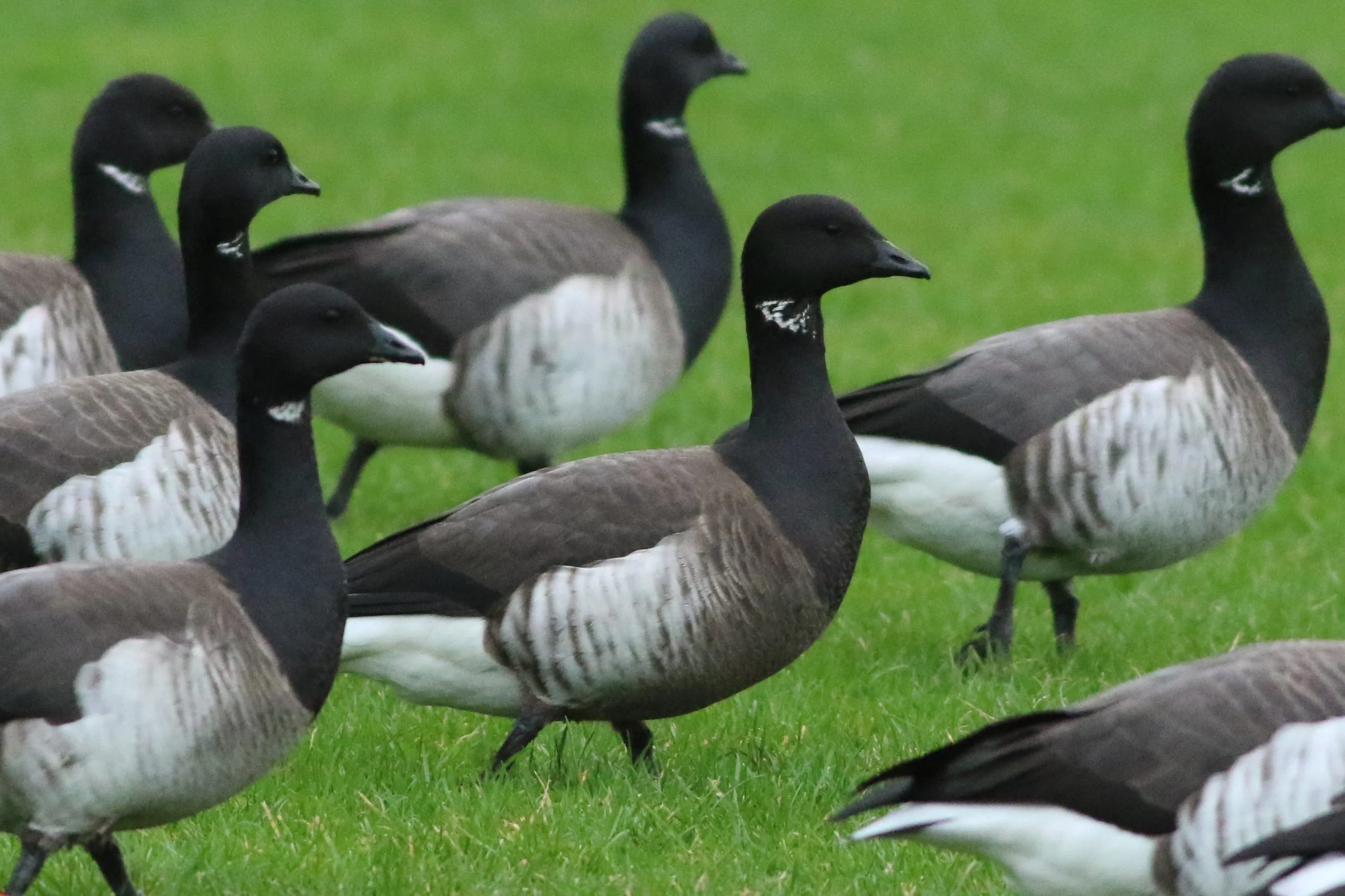 Details : Grey-bellied Brant - BirdGuides