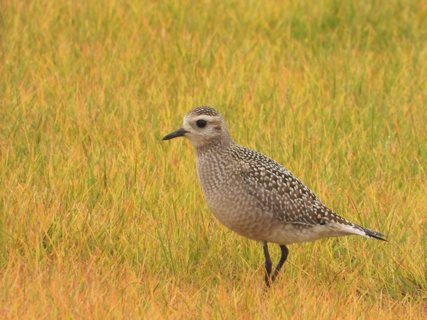 American Golden Plover by Lindsay Hodges - BirdGuides