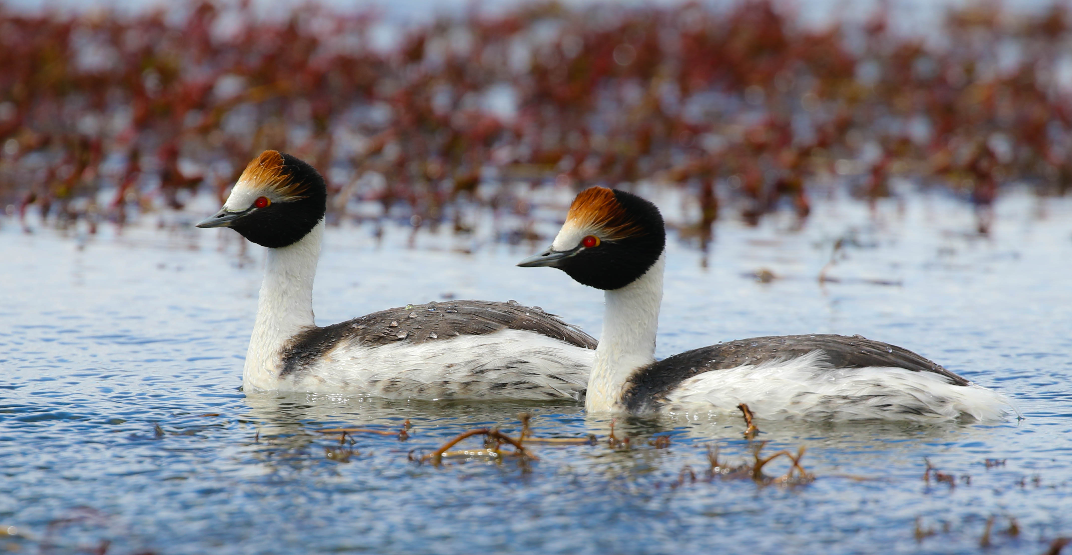 Details : Hooded Grebe - BirdGuides