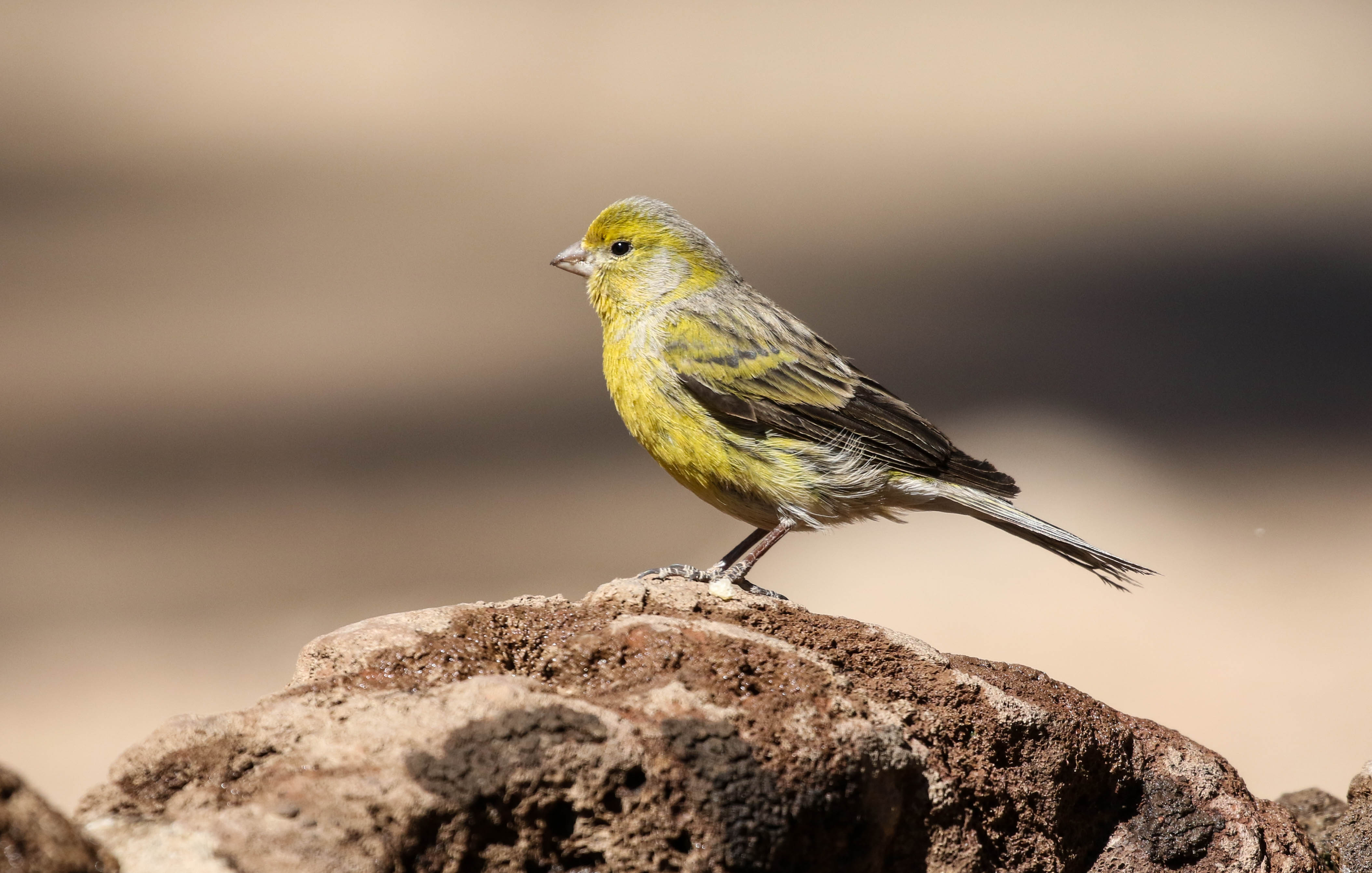 Details : Atlantic Canary - BirdGuides