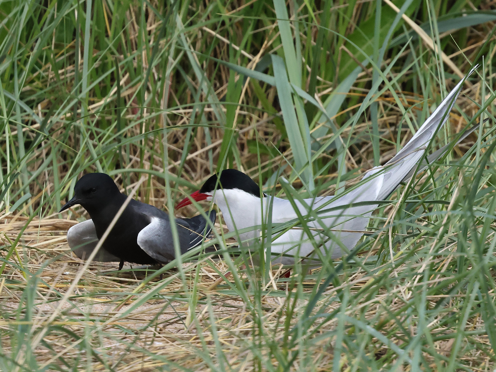 Vagrant American Black Tern pairs with Arctic Tern - BirdGuides