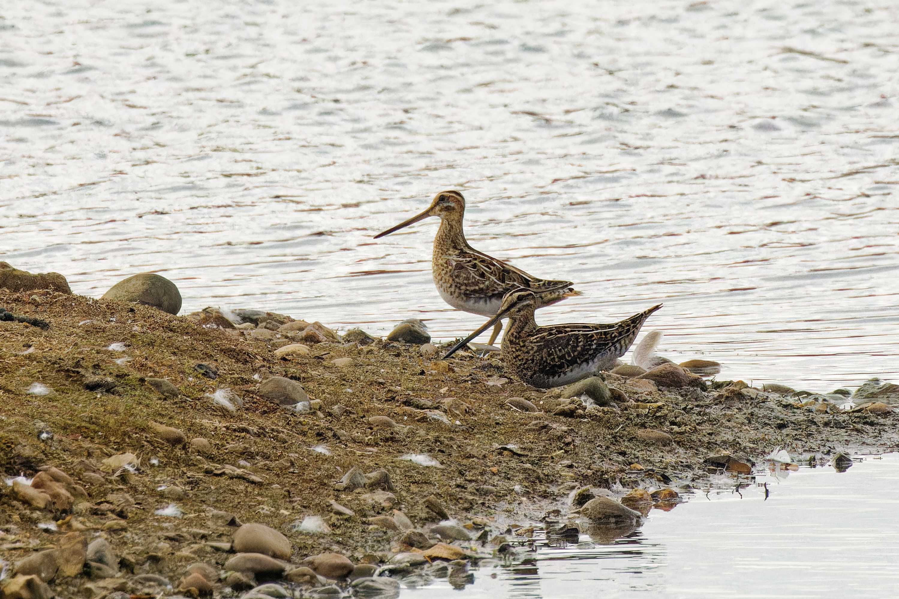 Deeping Lakes NR Birdwatching Site - BirdGuides