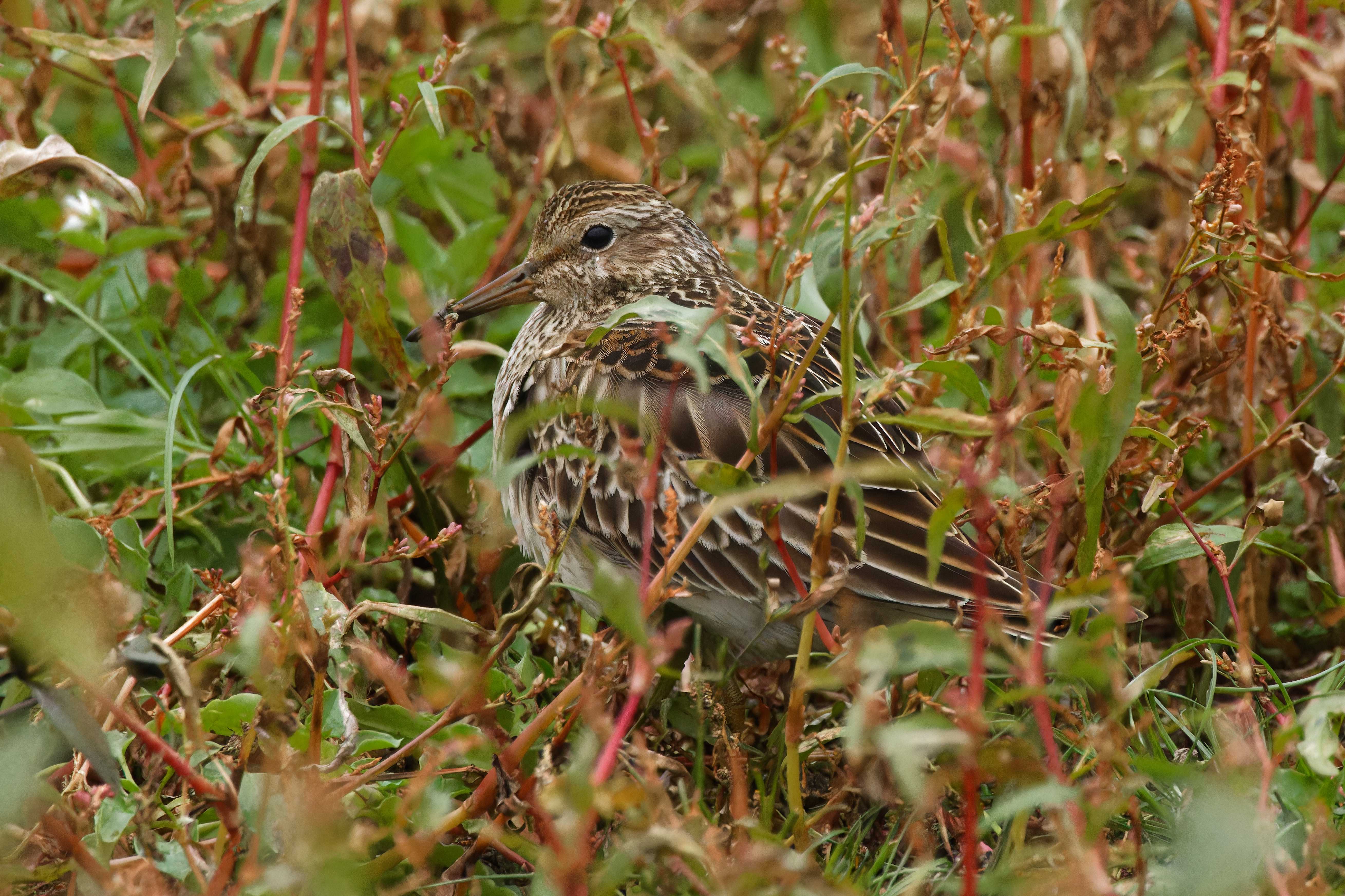 Pectoral Sandpiper by Matthew Mellor - BirdGuides